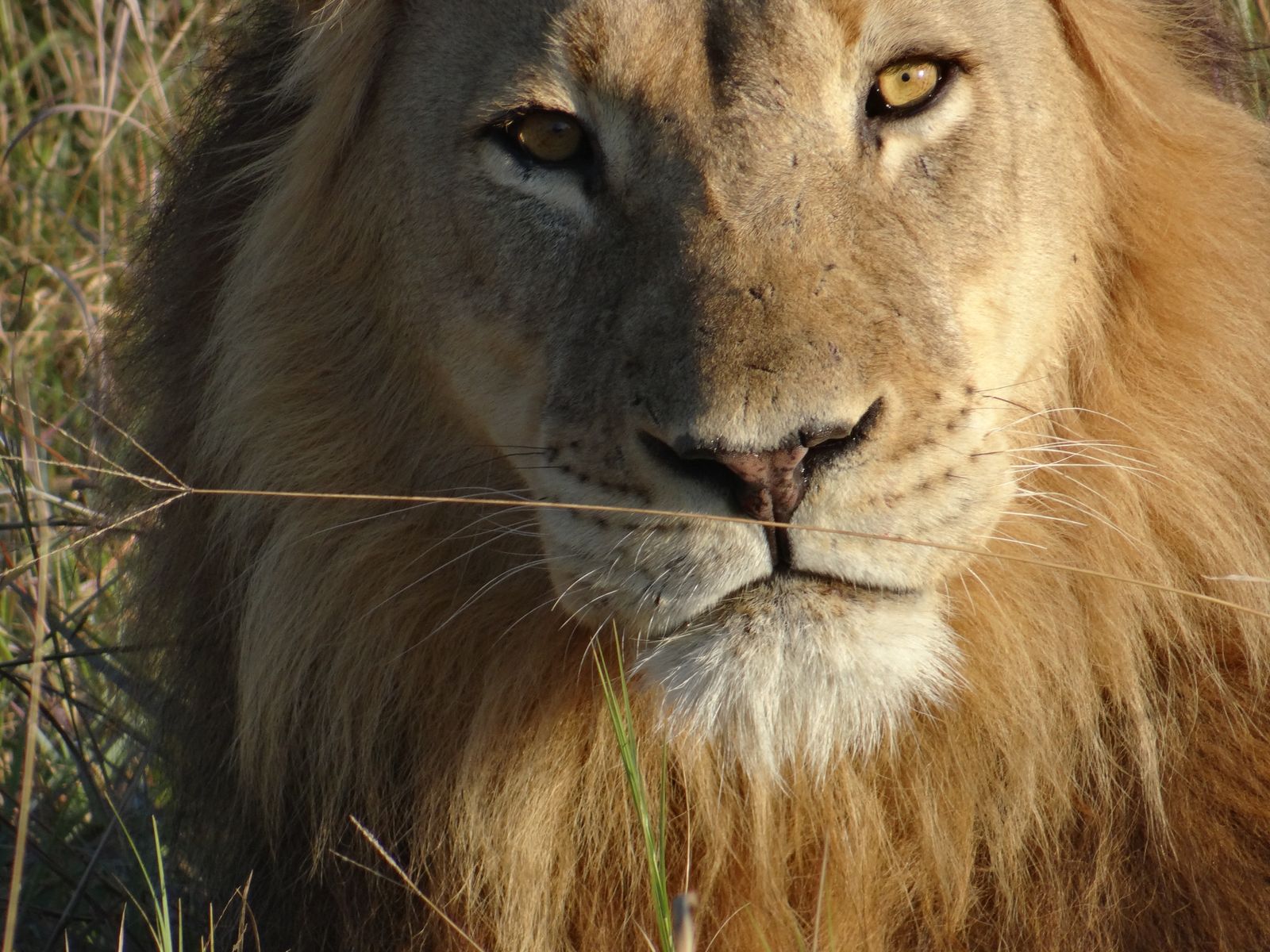 Okavango Delta & Kalahari Wüste (neu) - DaneSafari